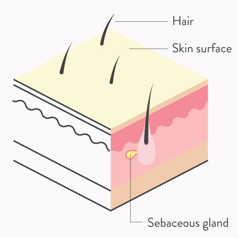 What is sebum (skin oil) - SKINOLAB